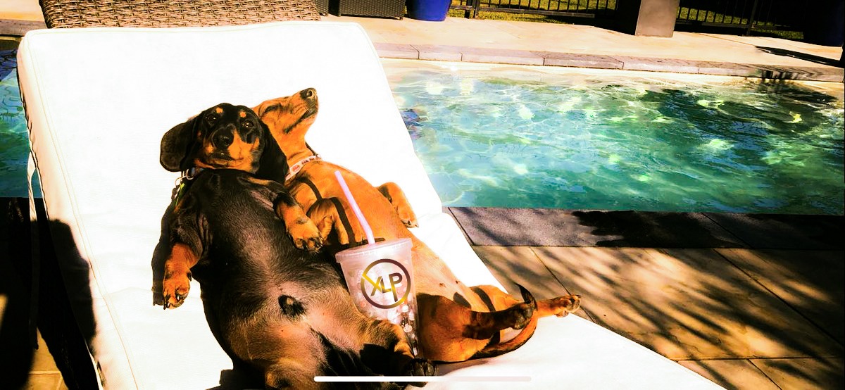 XL Pools Mascot ‘Dog Blog’ | Swimming Pool Installation in Kent